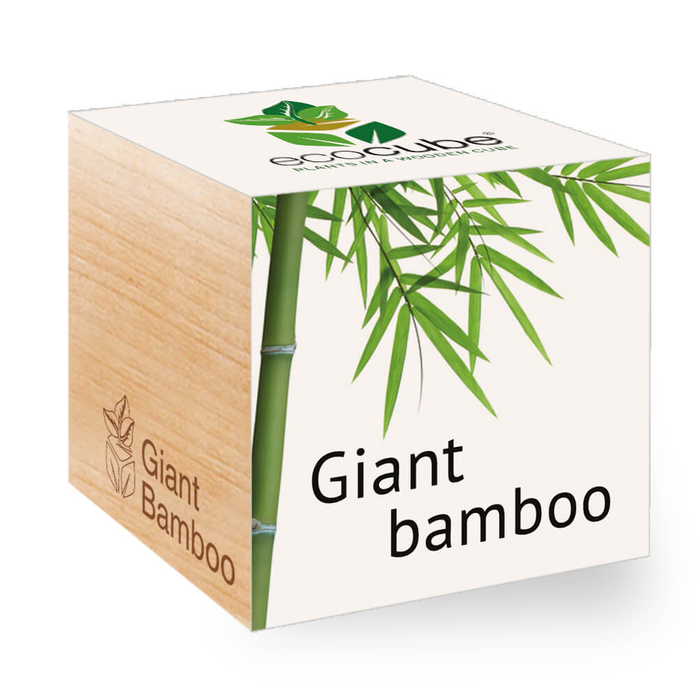 Giant bamboo - Feel Green - We create nature