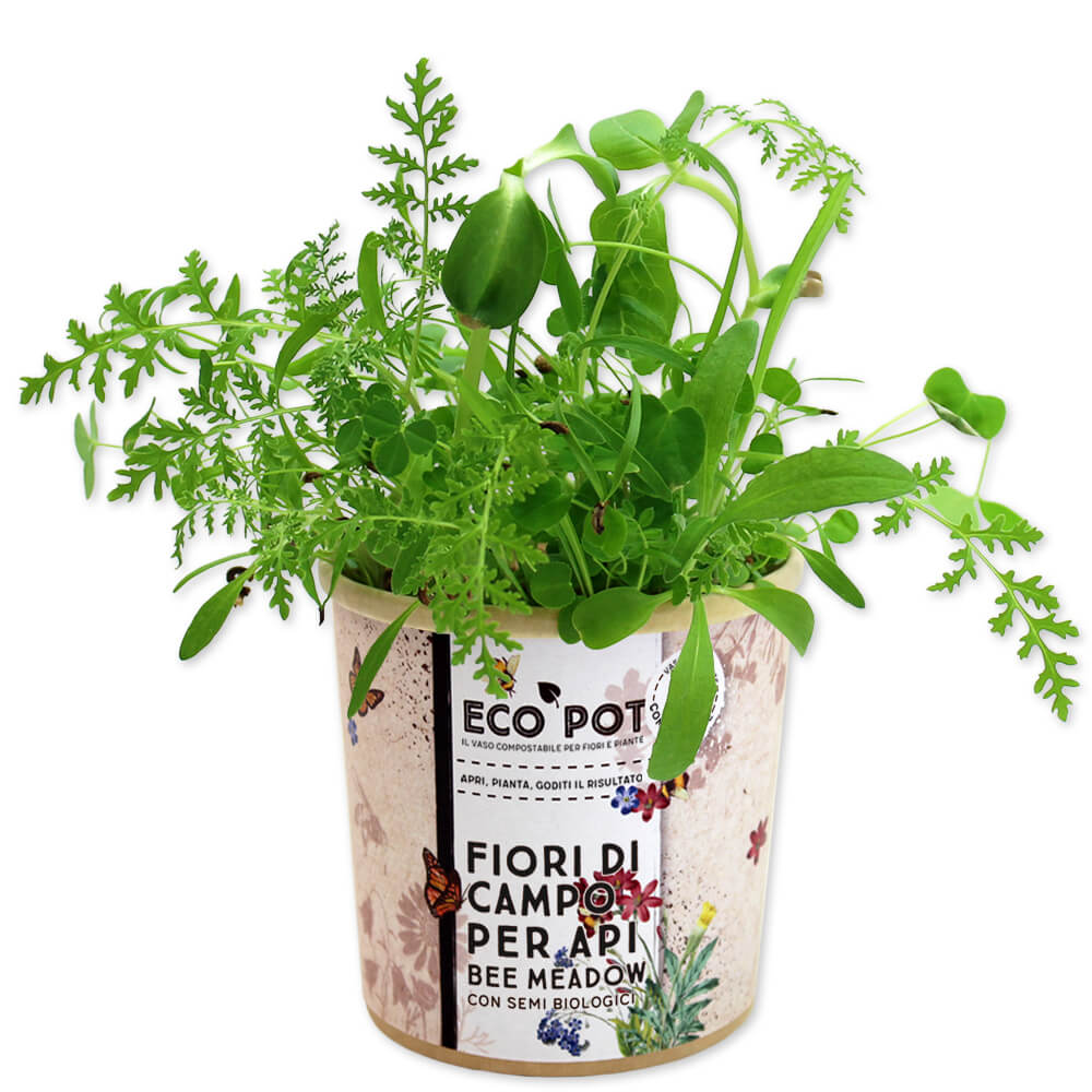Fiori di Campo per Api - Feel Green - We create nature